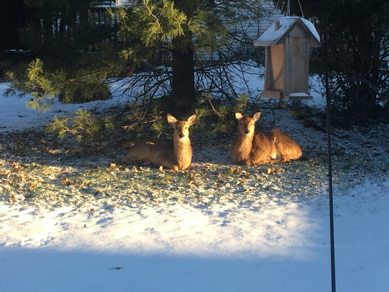 Anatomy of a Deer-Car Collision – miketoth.net